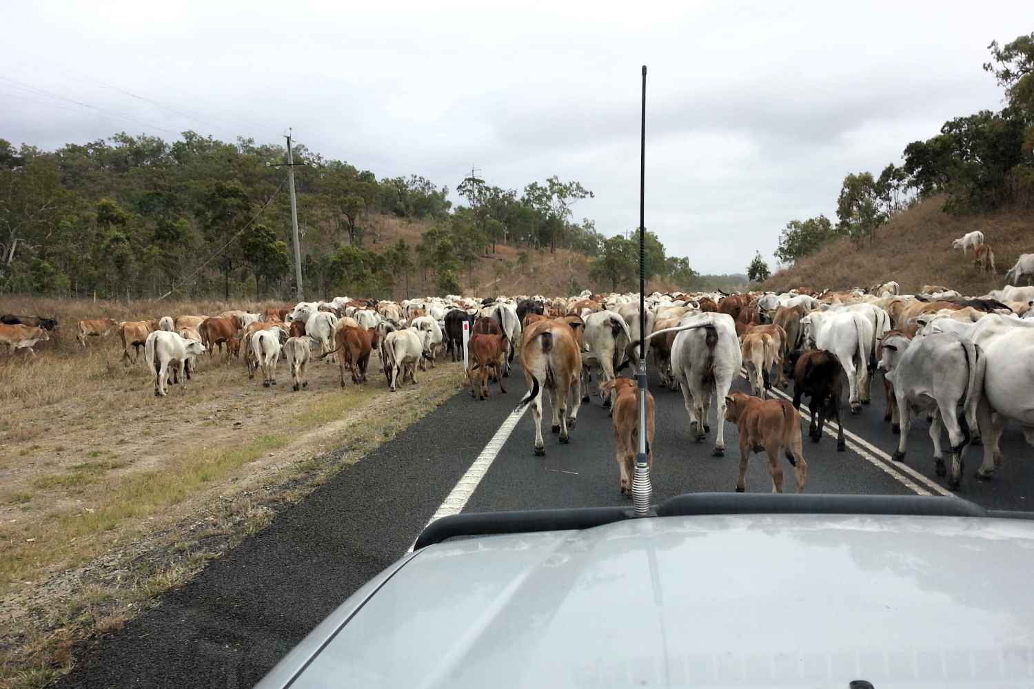 Stock Routes Australia: Explore the Long Paddock
