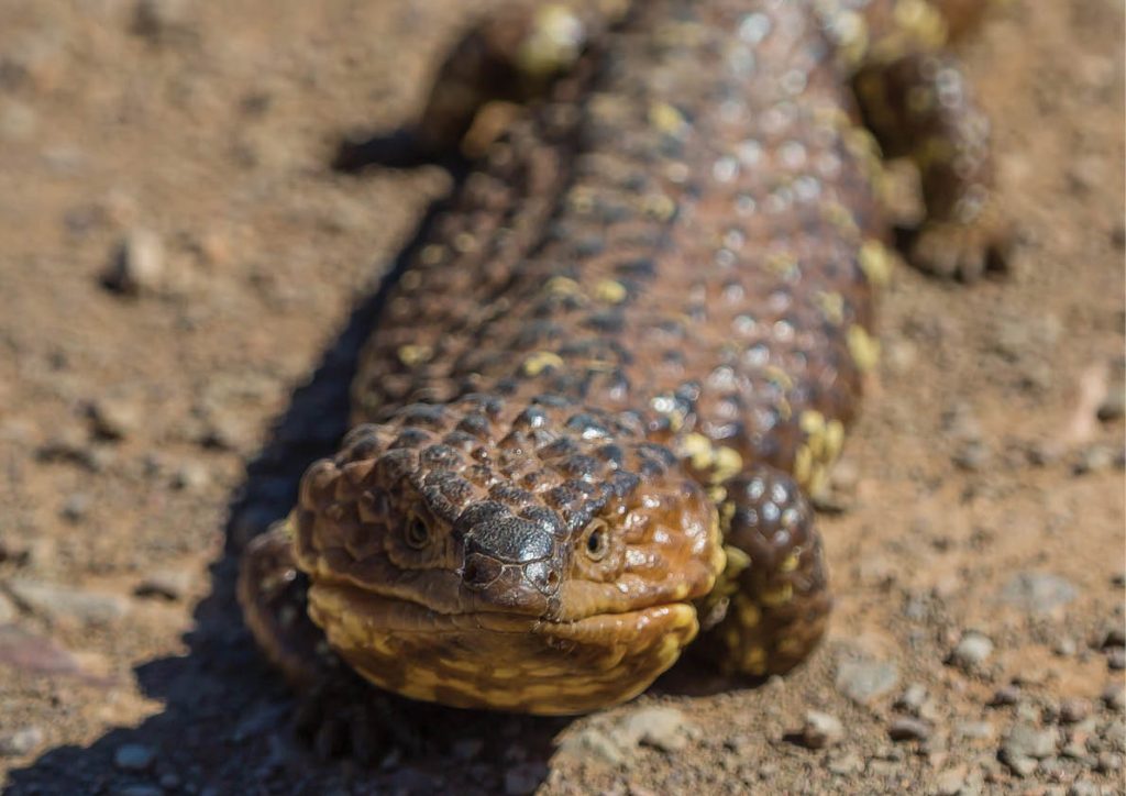 Flora and Fauna - Shigleback Lizard - RV Daily