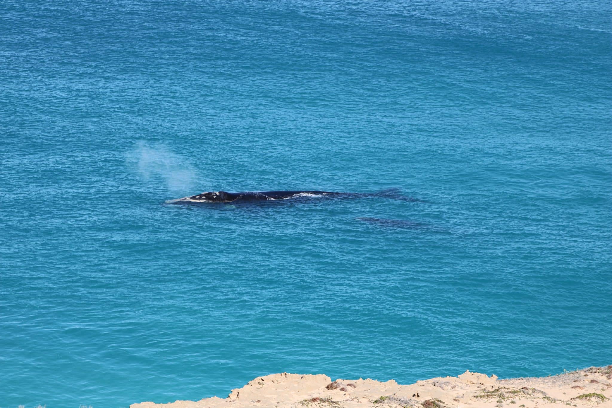 Wake up to whales at the Head of Bight