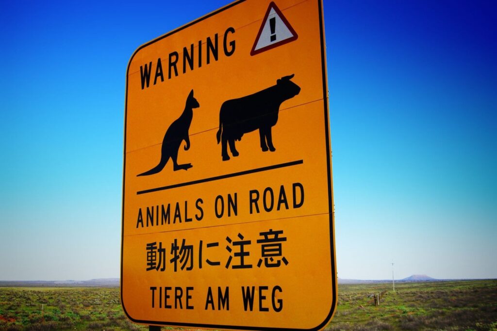 How to avoid hitting an animal and the resulting road kill carnage