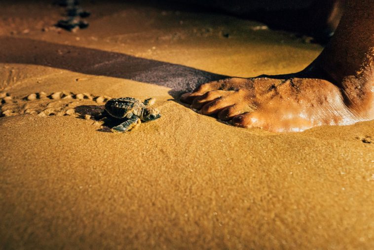 Camping at Mon Repos to see the turtles is set to get even better