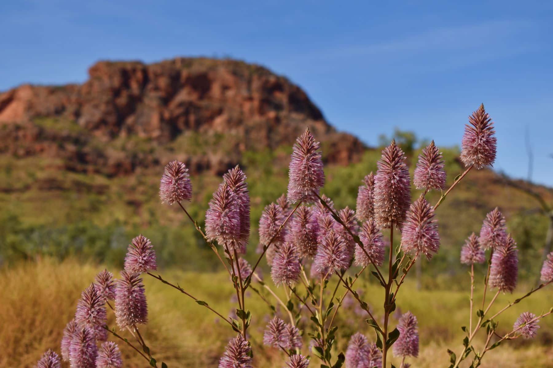 6 epic places to camp near wildflowers in Australia