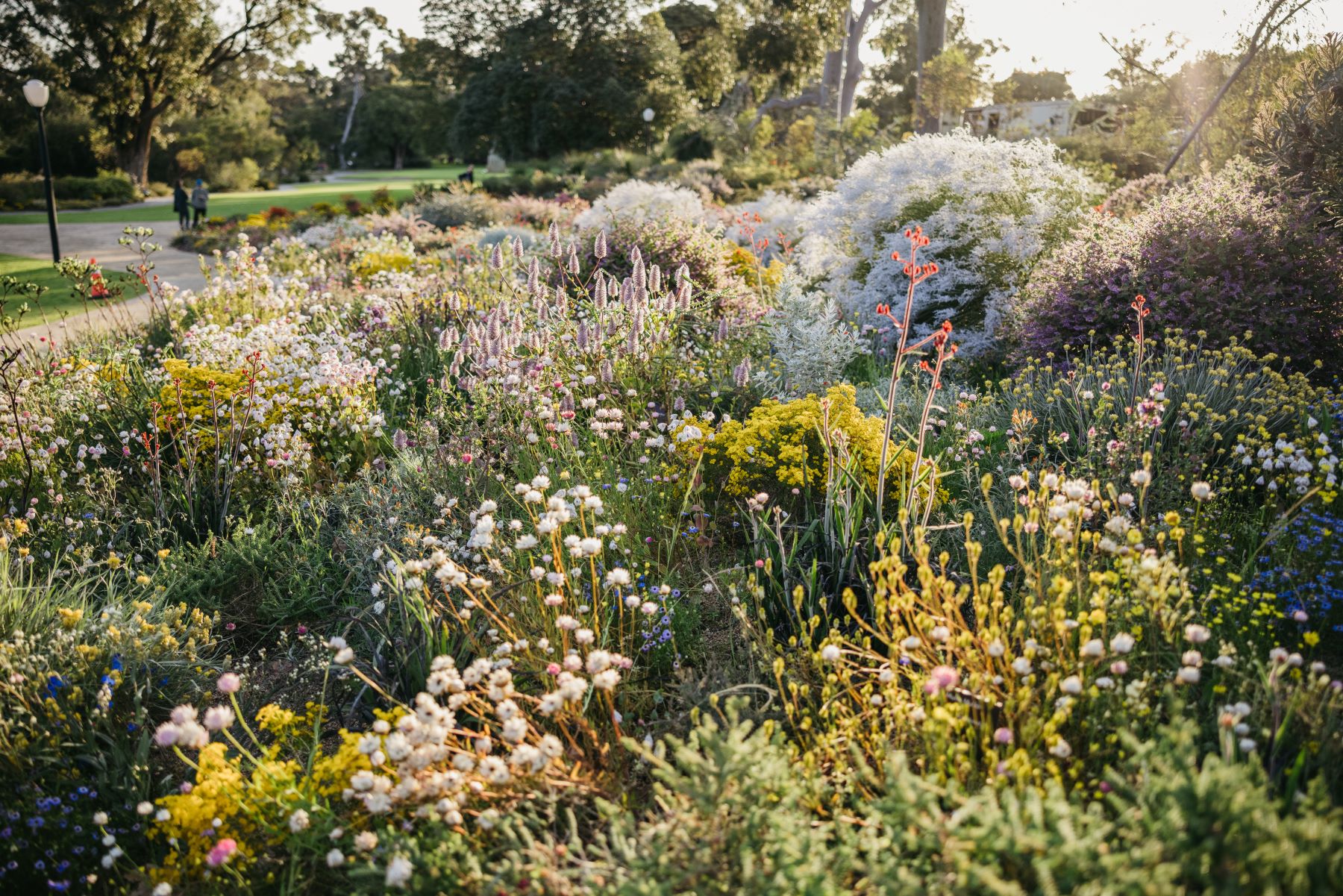 Here's where to catch the wildflowers in Perth this spring