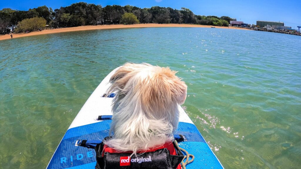 Dog life jacket - Top 5 reasons we swear by this one