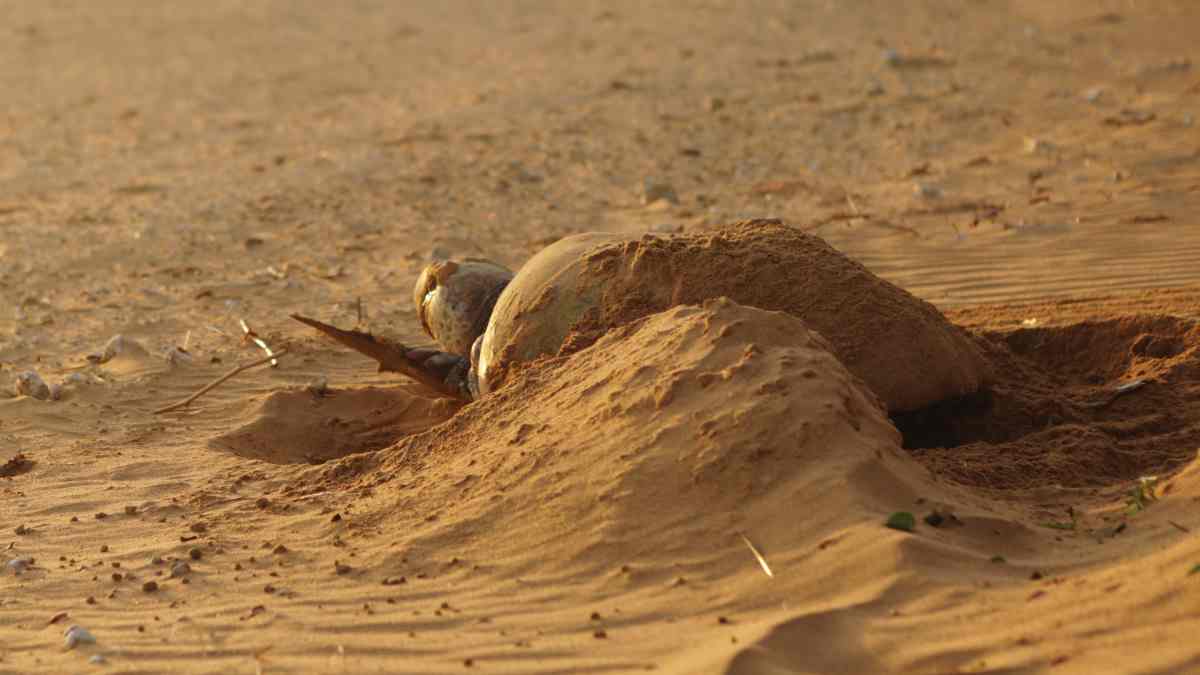 Turtle Sands NRMA review: Beachfront camping at Mon Repos